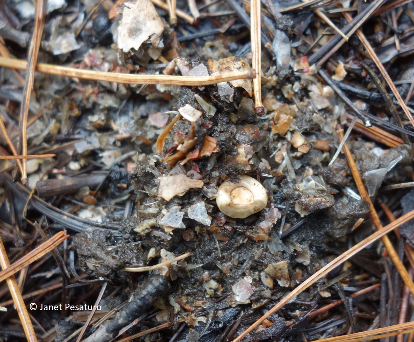 Gastroliths in Otter Scat – Winterberry Wildlife