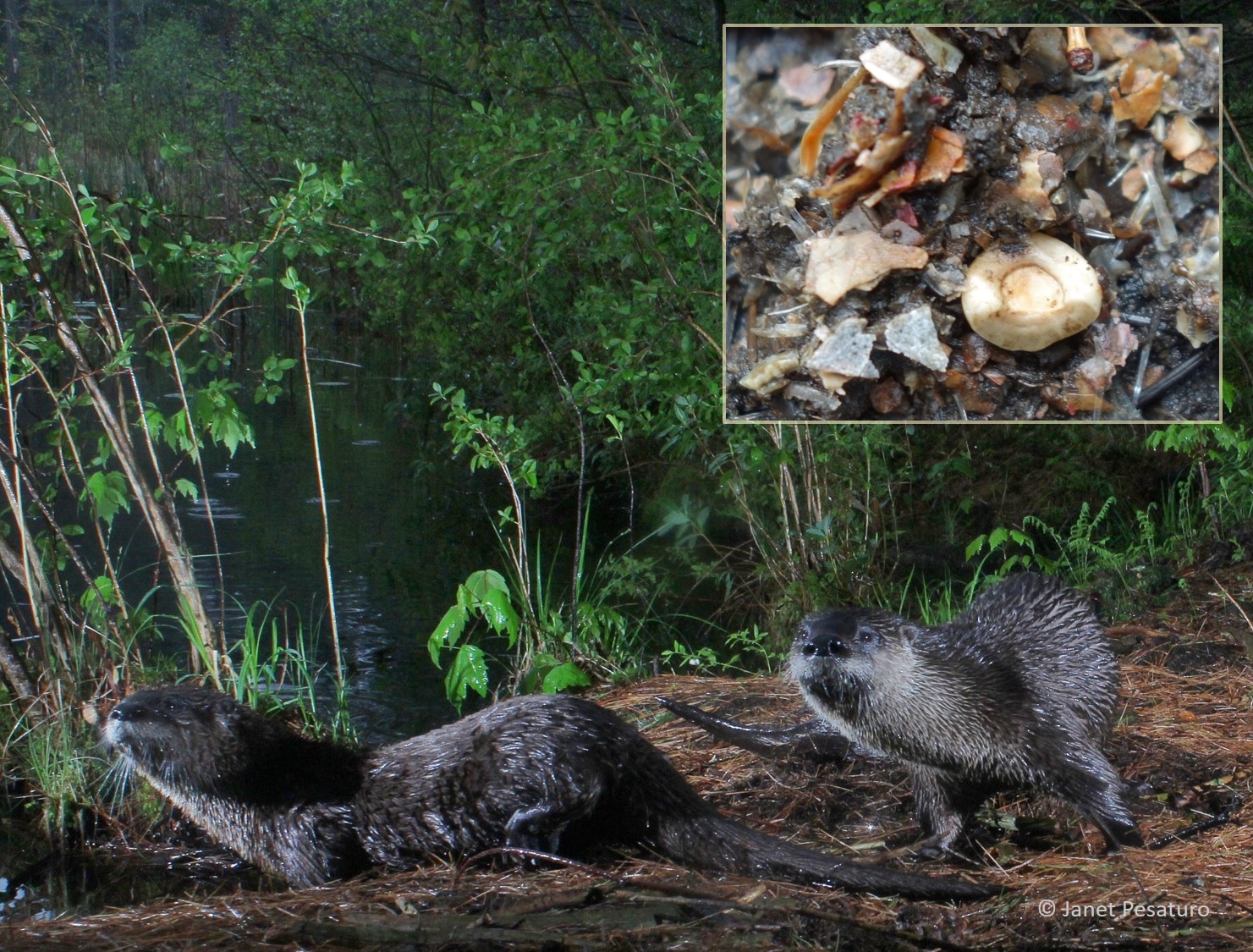 Gastroliths in Otter Scat – Winterberry Wildlife