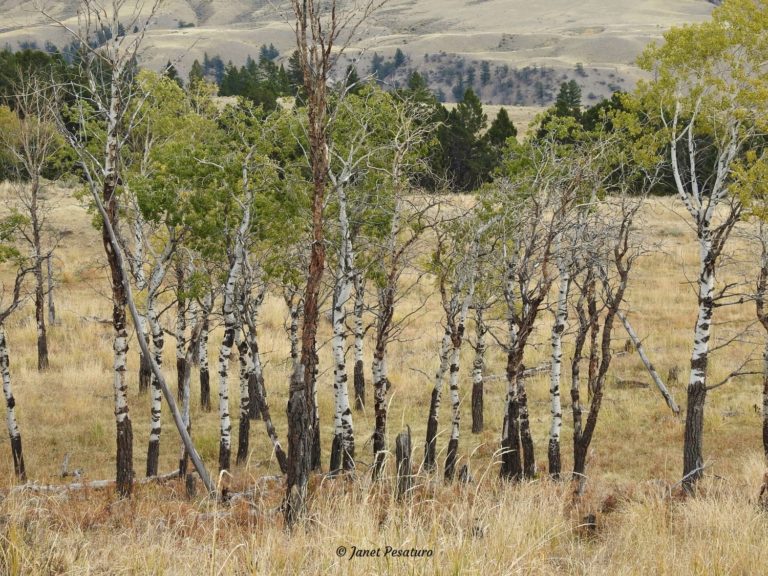 Elk Tracks and Sign – Winterberry Wildlife