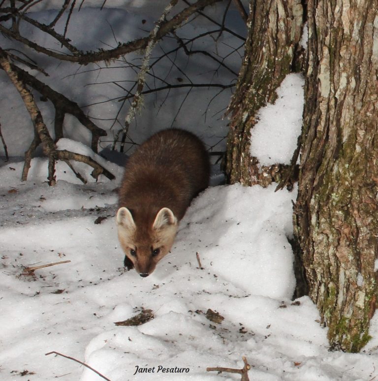 American Marten Habitat and Den Sites – Winterberry Wildlife