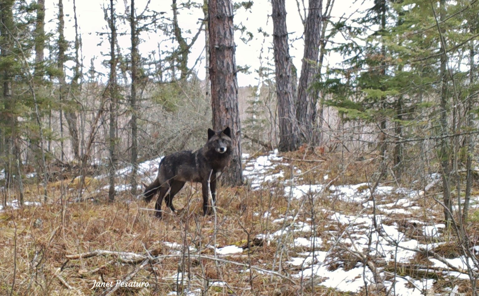 Wolf Coat Color Variation and the Immune System – Winterberry Wildlife