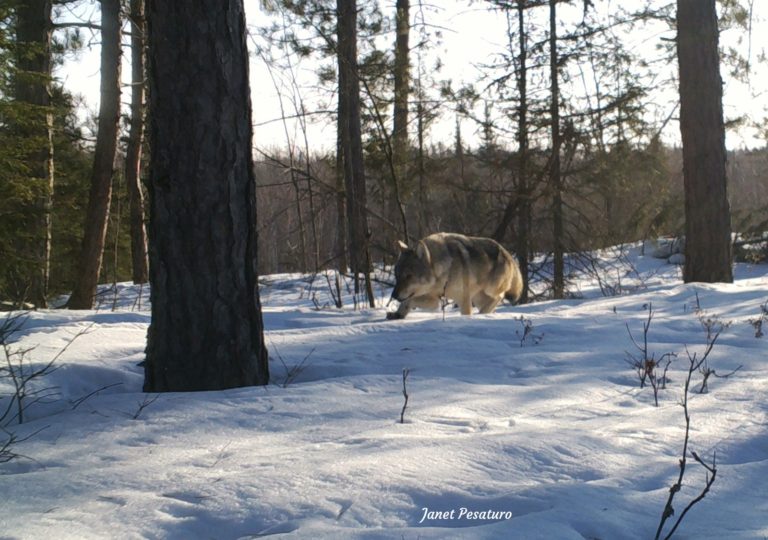 Wolf Coat Color Variation and the Immune System – Winterberry Wildlife
