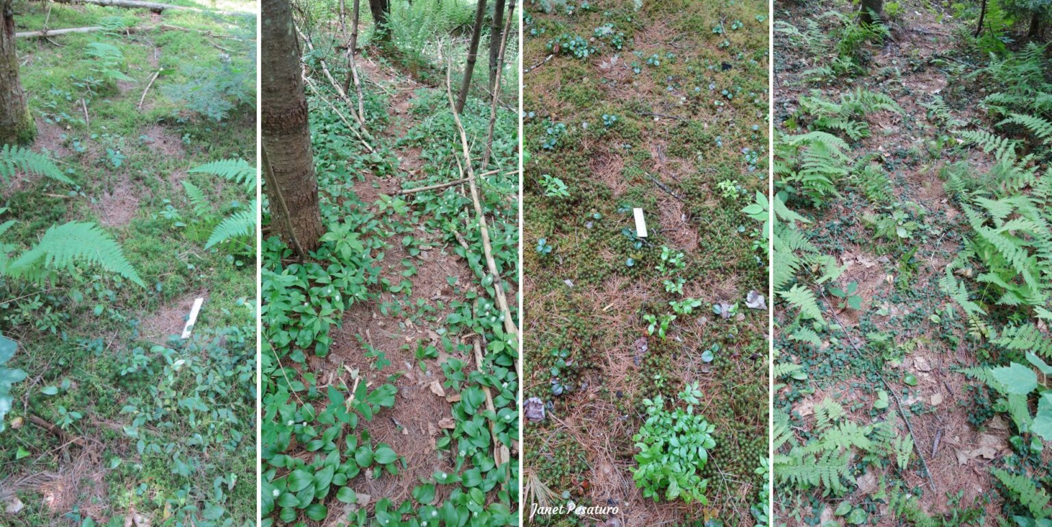 Black Bear Marking Trails and Runs – Winterberry Wildlife