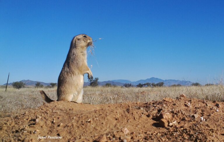 Prairie Dogs as Keystone Species – Winterberry Wildlife