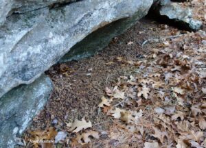 Porcupine Winter Dens – Photos and Videos – Winterberry Wildlife
