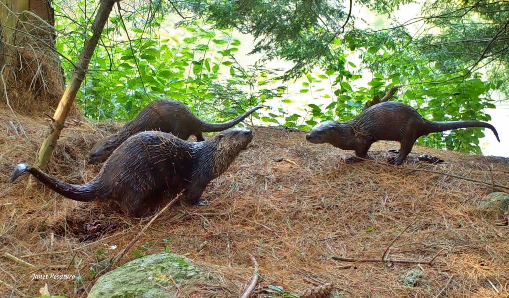 River Otter Toilet Training? – Winterberry Wildlife