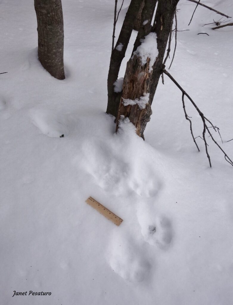 Canada Lynx Scent Marking - Winterberry Wildlife