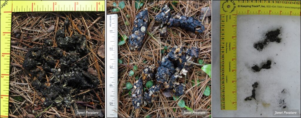 River Otter Latrines: Finding and Identifying Them – Winterberry Wildlife