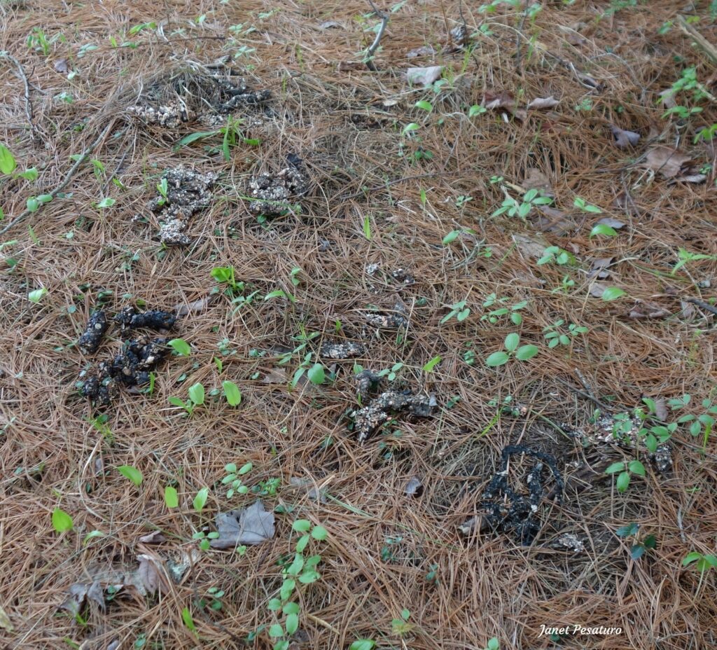 River Otter Latrines: Finding and Identifying Them – Winterberry Wildlife