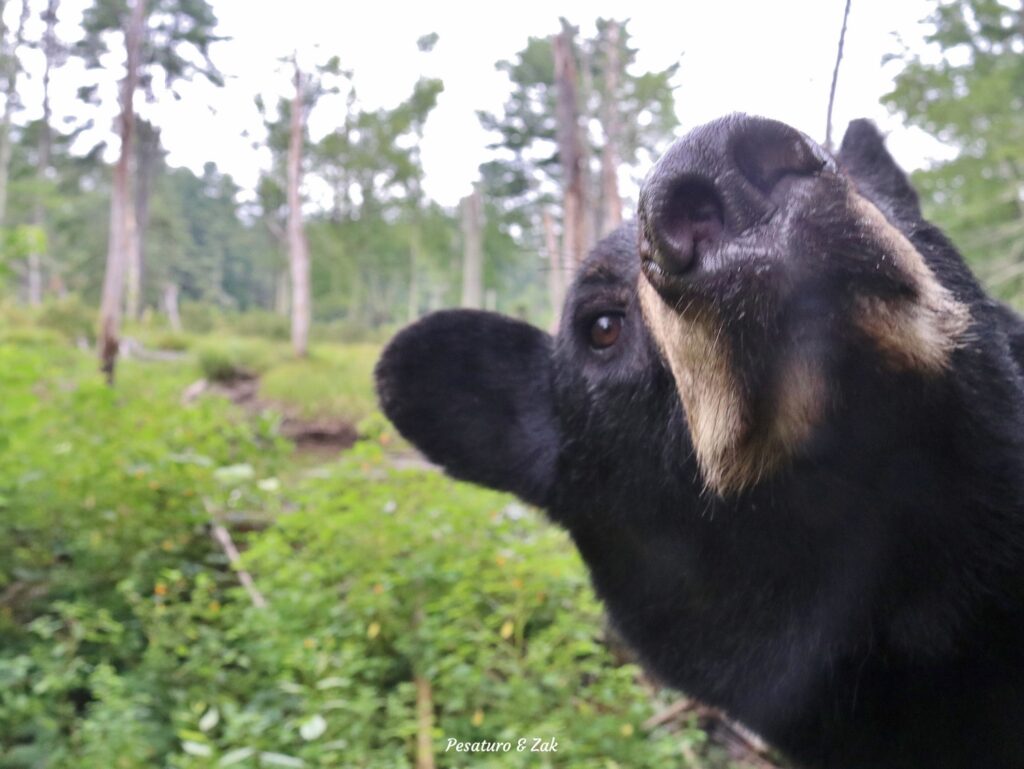 Grizzly vs Black Bear Tracks: A Careful Look – Winterberry Wildlife