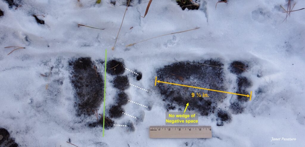 Grizzly vs Black Bear Tracks: A Careful Look - Winterberry Wildlife